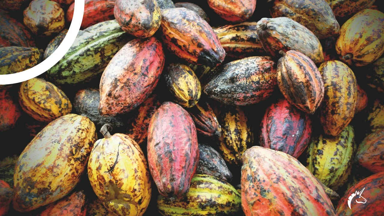 Partager la réussite grâce à Cacao-Trace : comment notre Bonus Chocolat ...