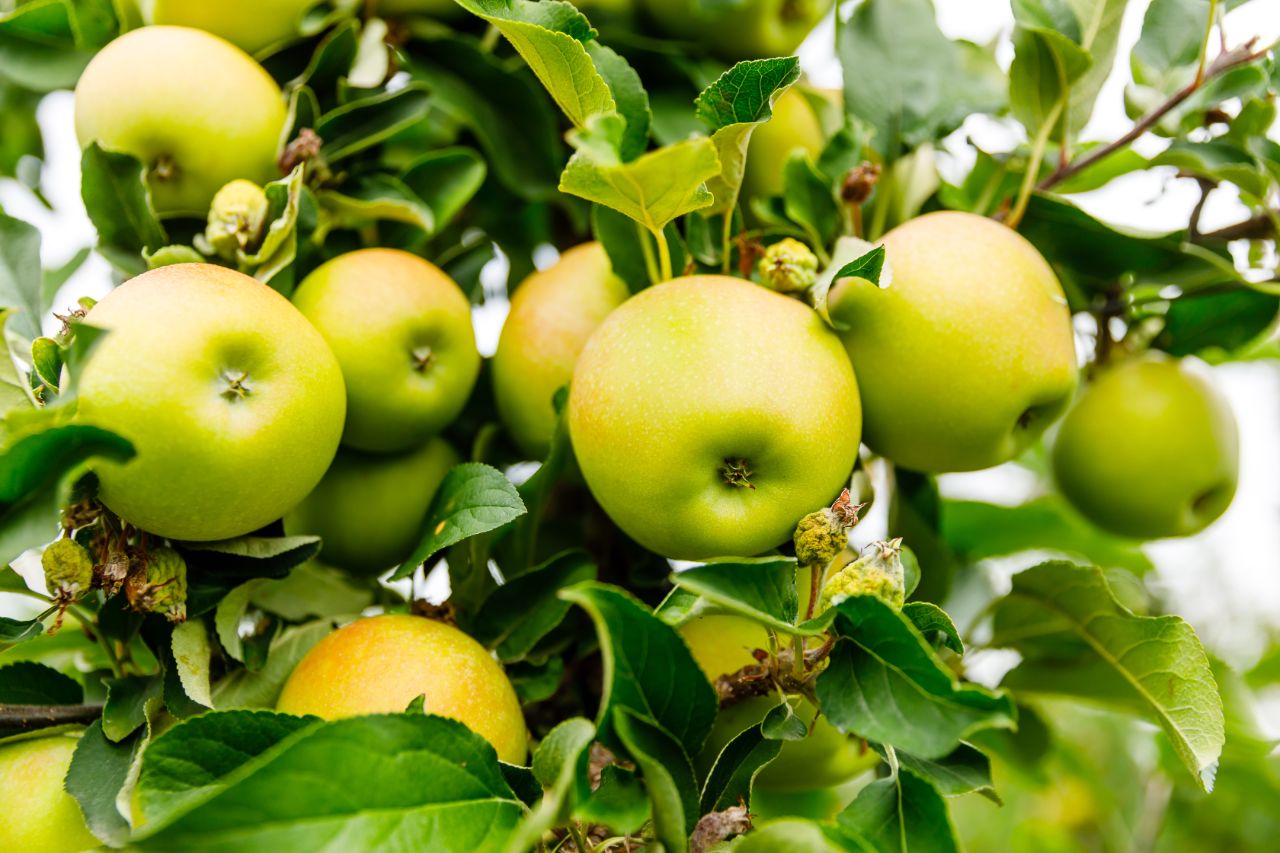 Puratos: Dedicated to bakers, pastry chefs and chocolatiers